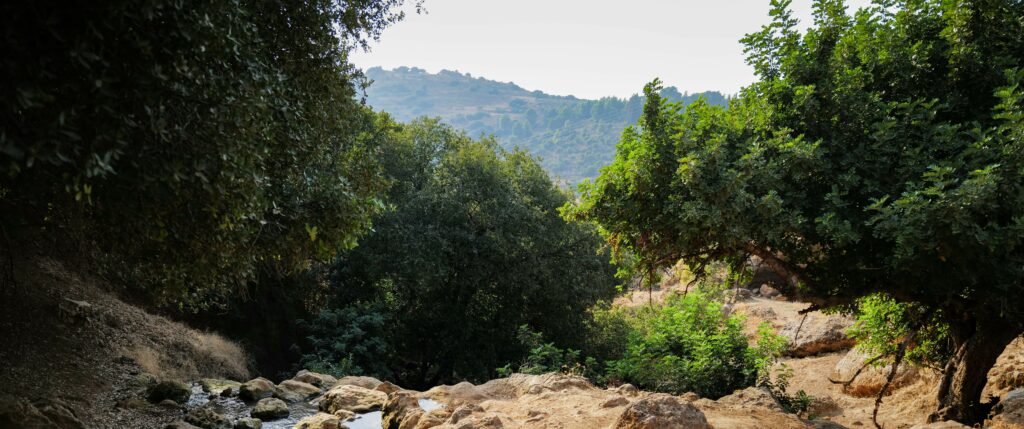 The Amazing Story of Israel’s Forests | Judaica Webstore Blog
