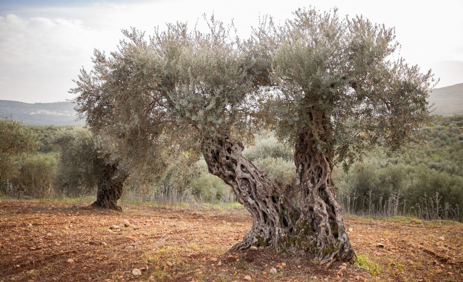 How Israel Rediscovered the Ancient Tekhelet Dye | Judaica Webstore Blog